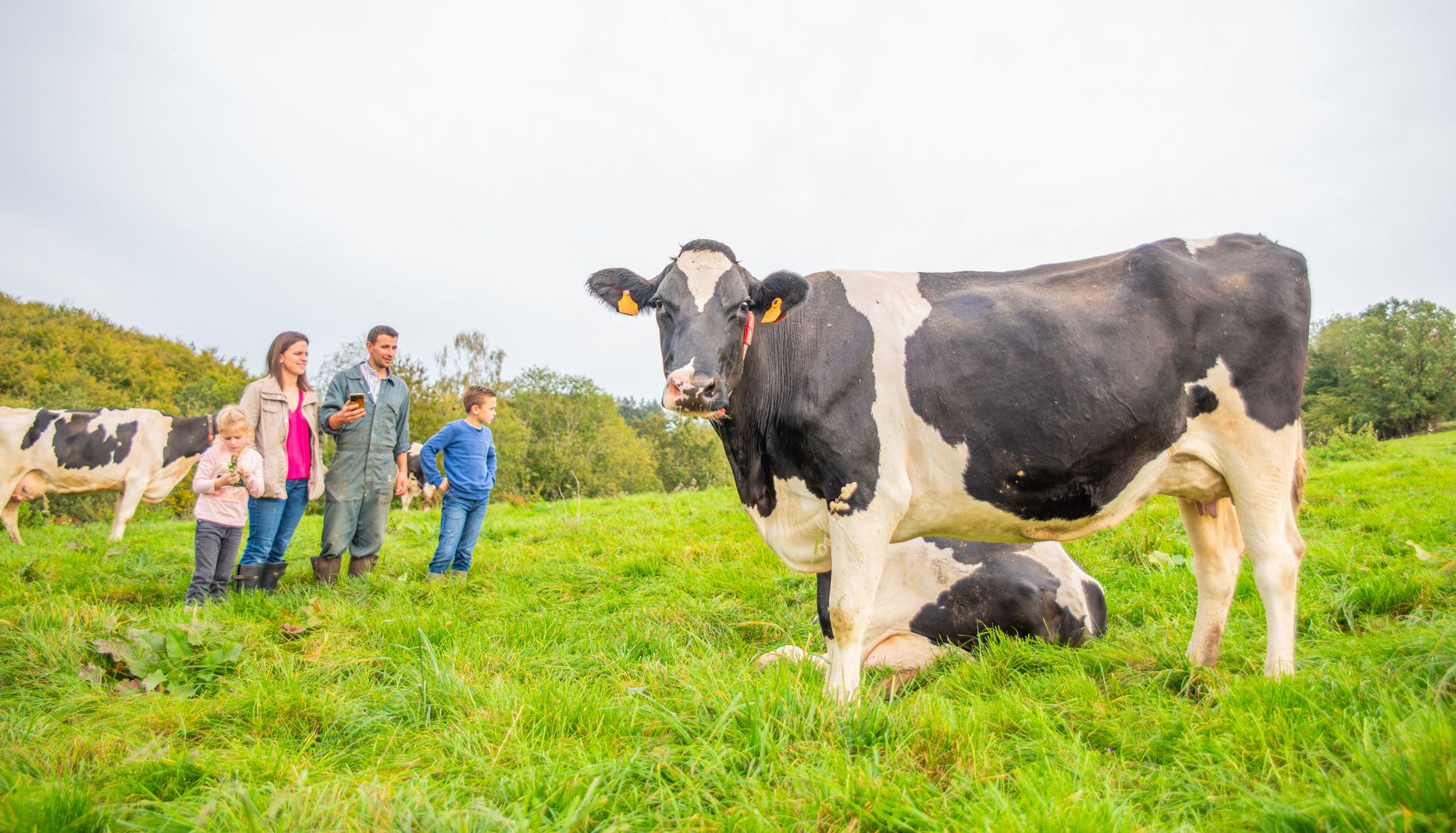 The importance of cows for resilient communities | HoliCow